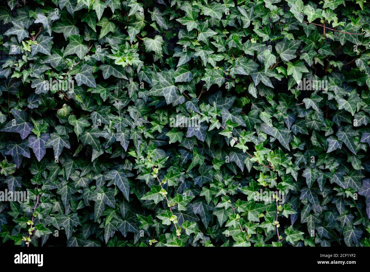 Beautiful wall of green ivy in a garden. Natural background Stock Photo ...