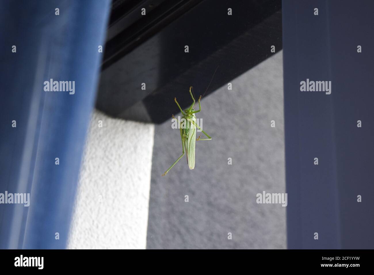Green grasshopper sitting on window Stock Photo - Alamy