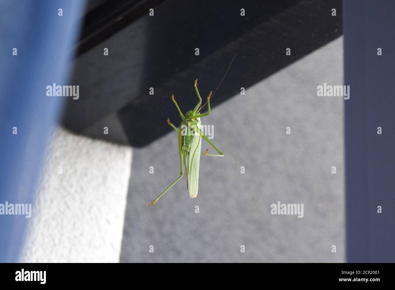 Green grasshopper sitting on window Stock Photo - Alamy