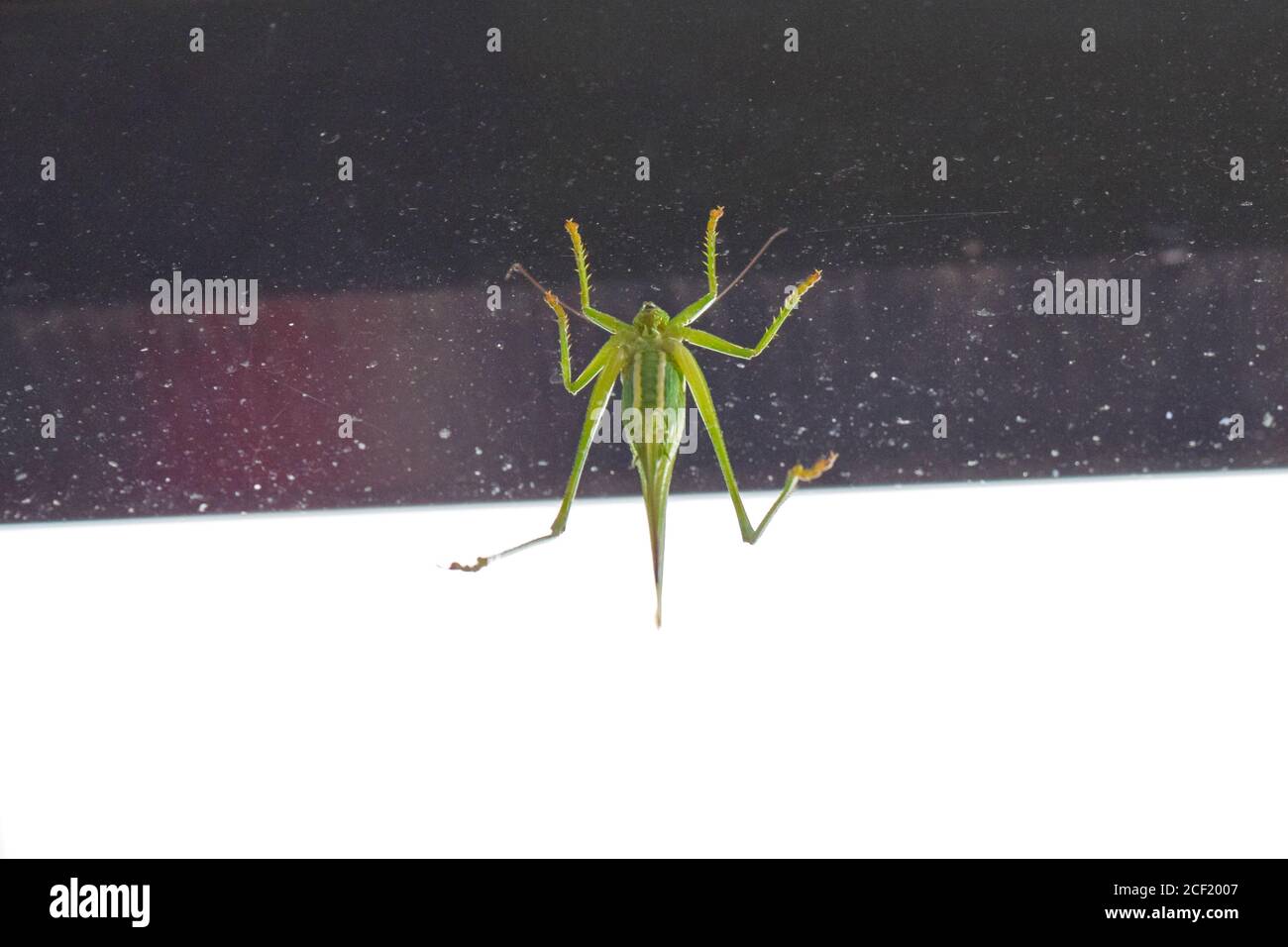 Green grasshopper sitting on window Stock Photo - Alamy
