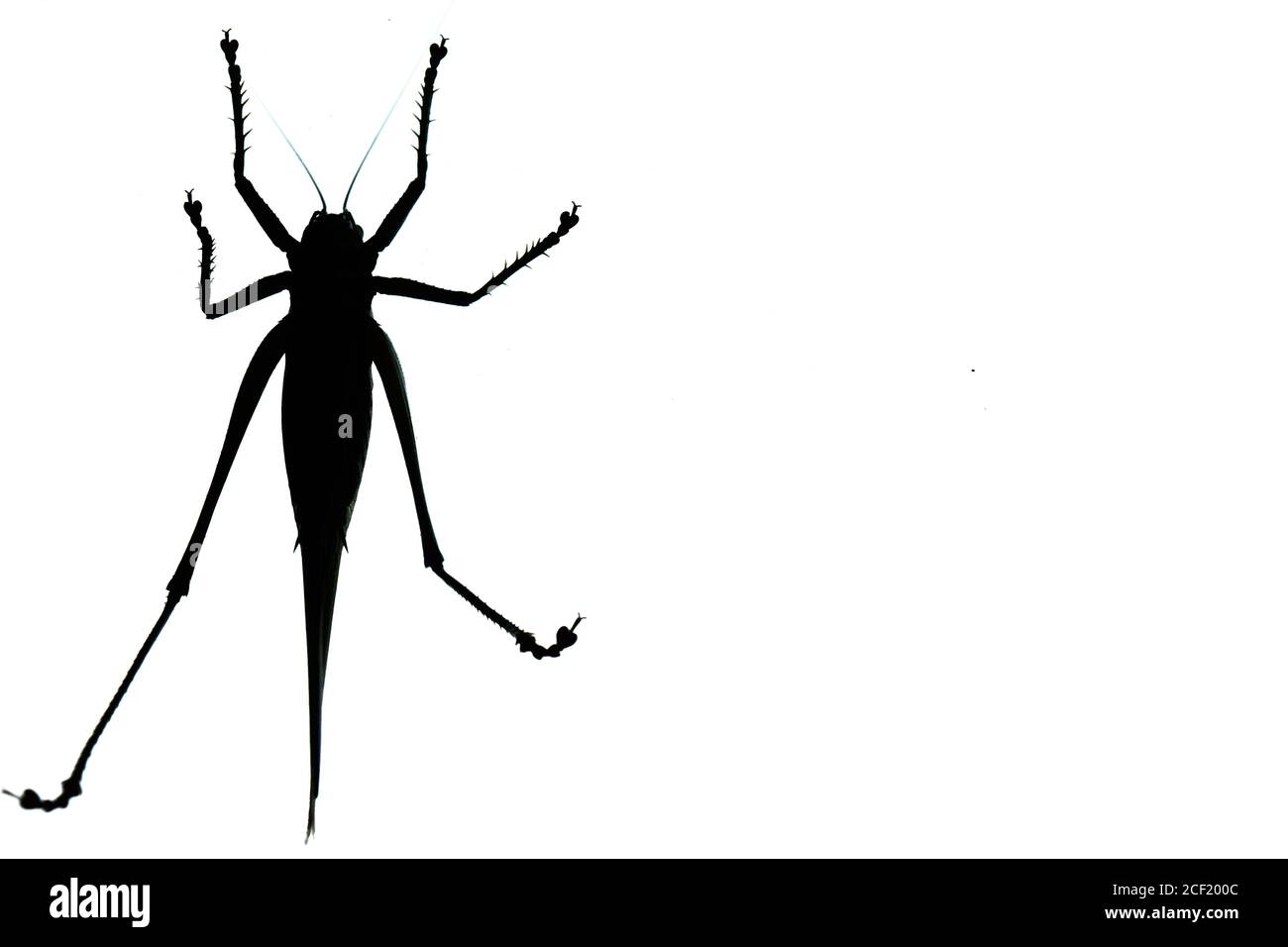 Vector black white wing Cut Out Stock Images & Pictures - Alamy