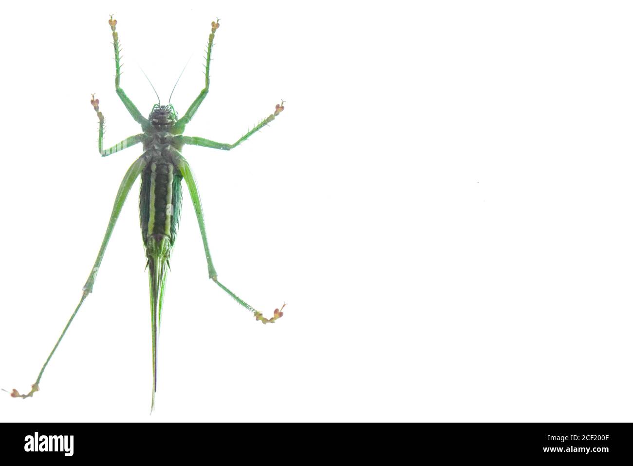 Green grasshopper sitting on window Stock Photo - Alamy