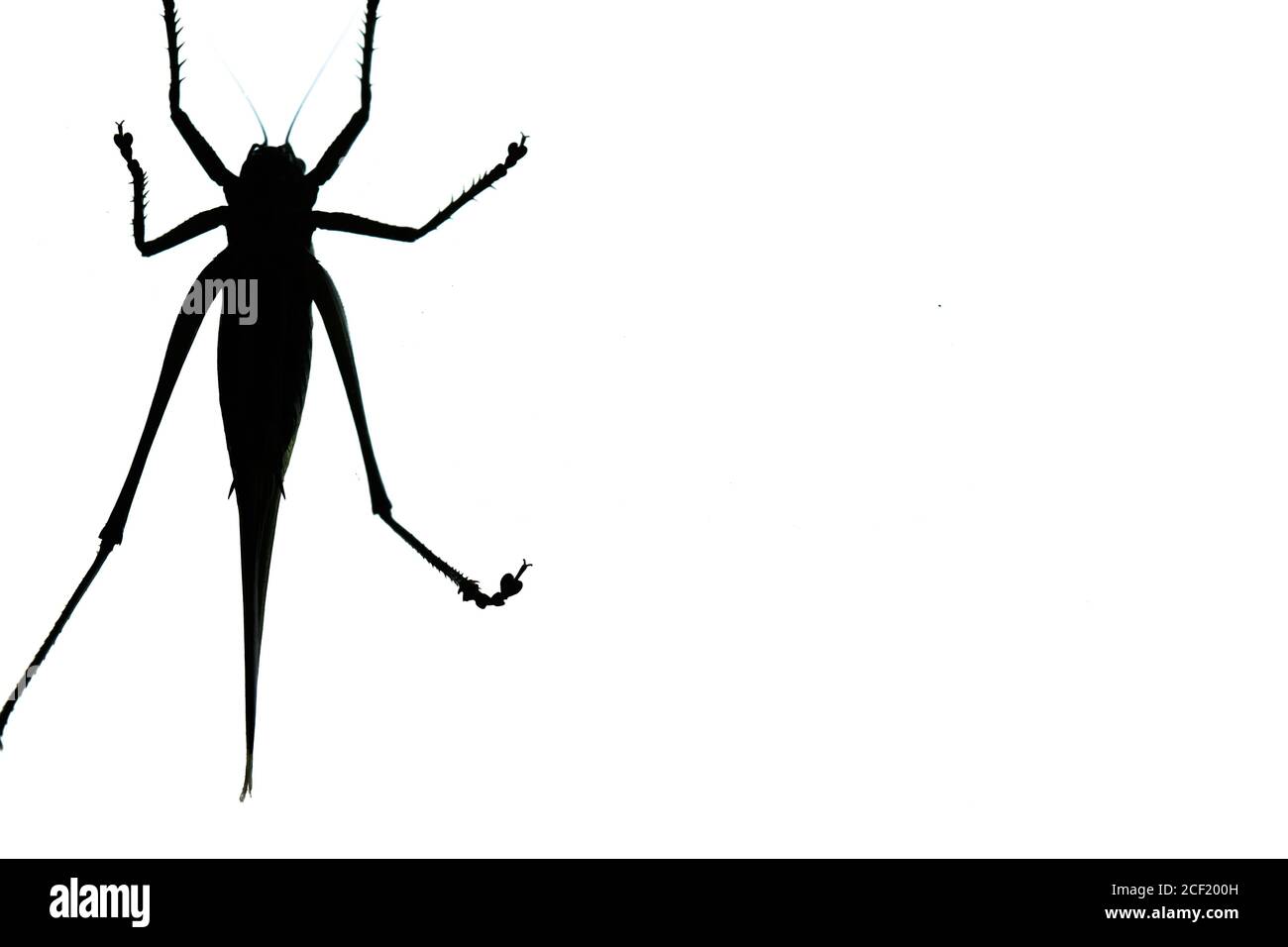 Vector black white wing Cut Out Stock Images & Pictures - Alamy