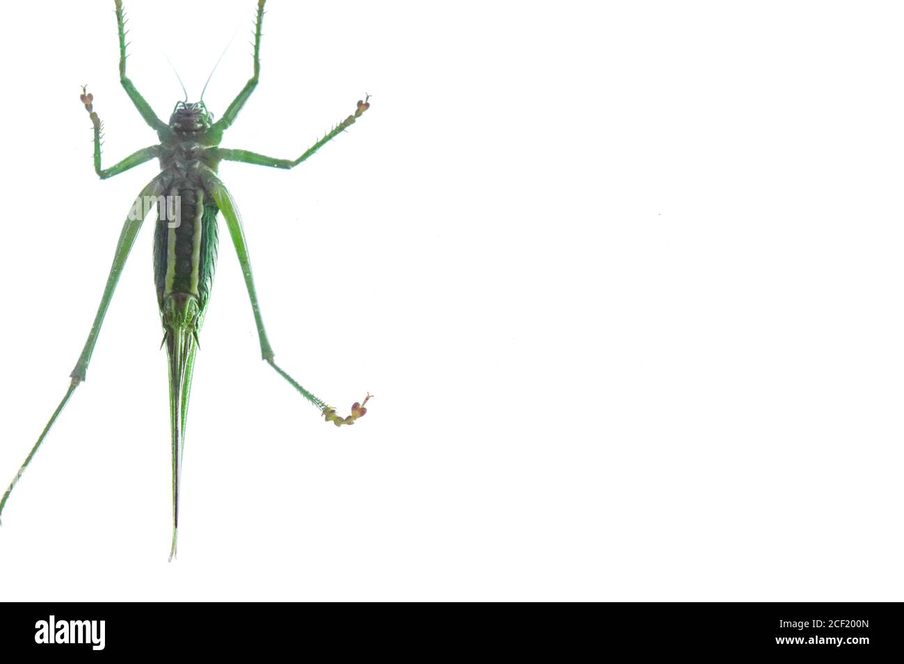 Green grasshopper sitting on window Stock Photo - Alamy