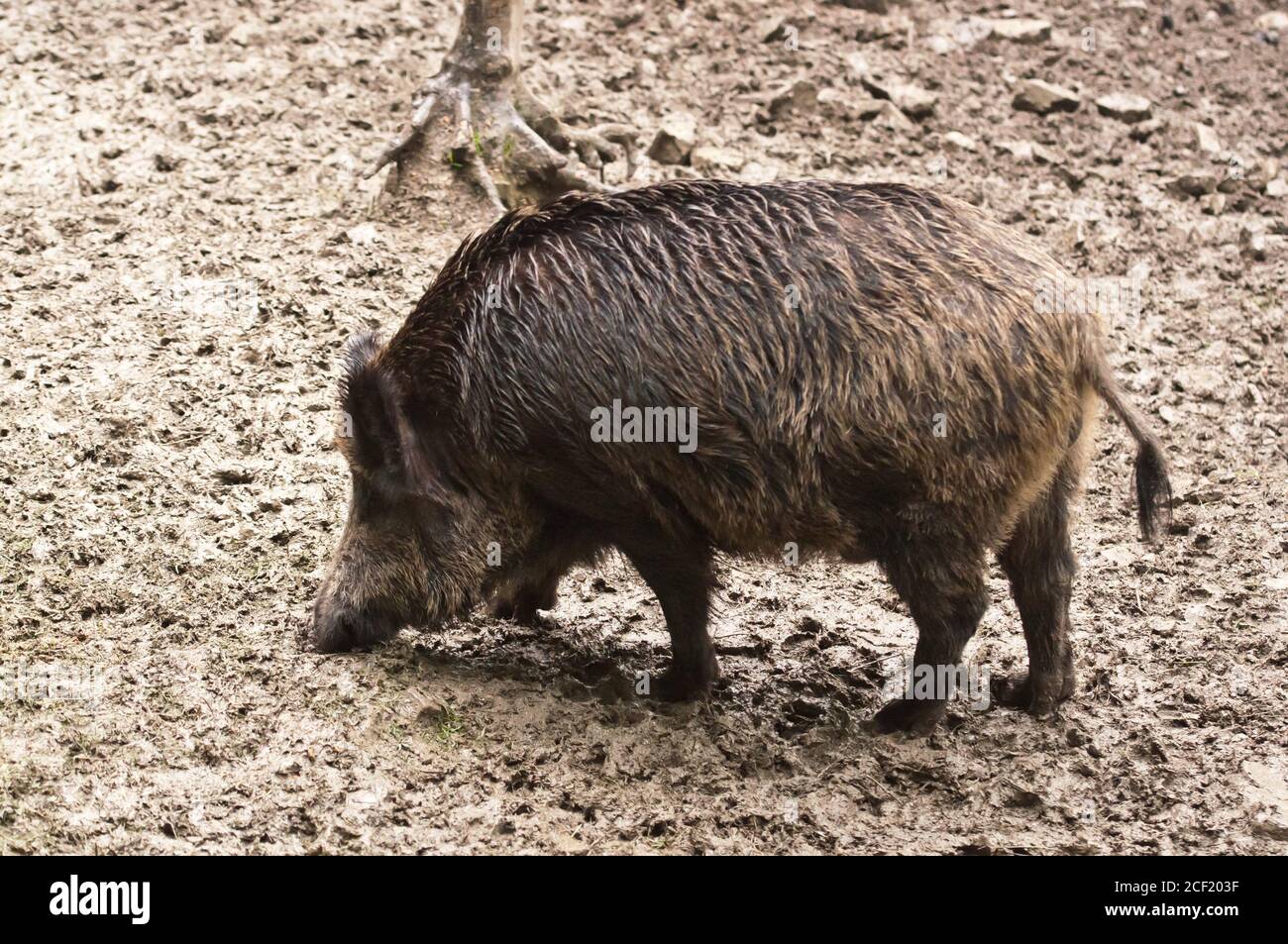 Brown wild boar hi-res stock photography and images - Alamy