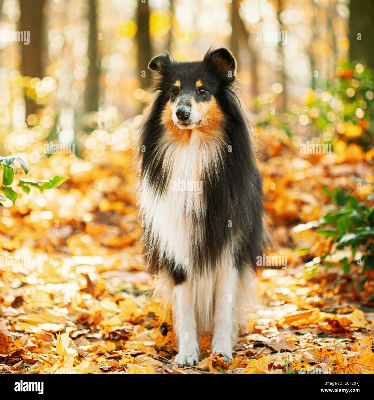 Tricolor Dog High Resolution Stock Photography and Images - Alamy