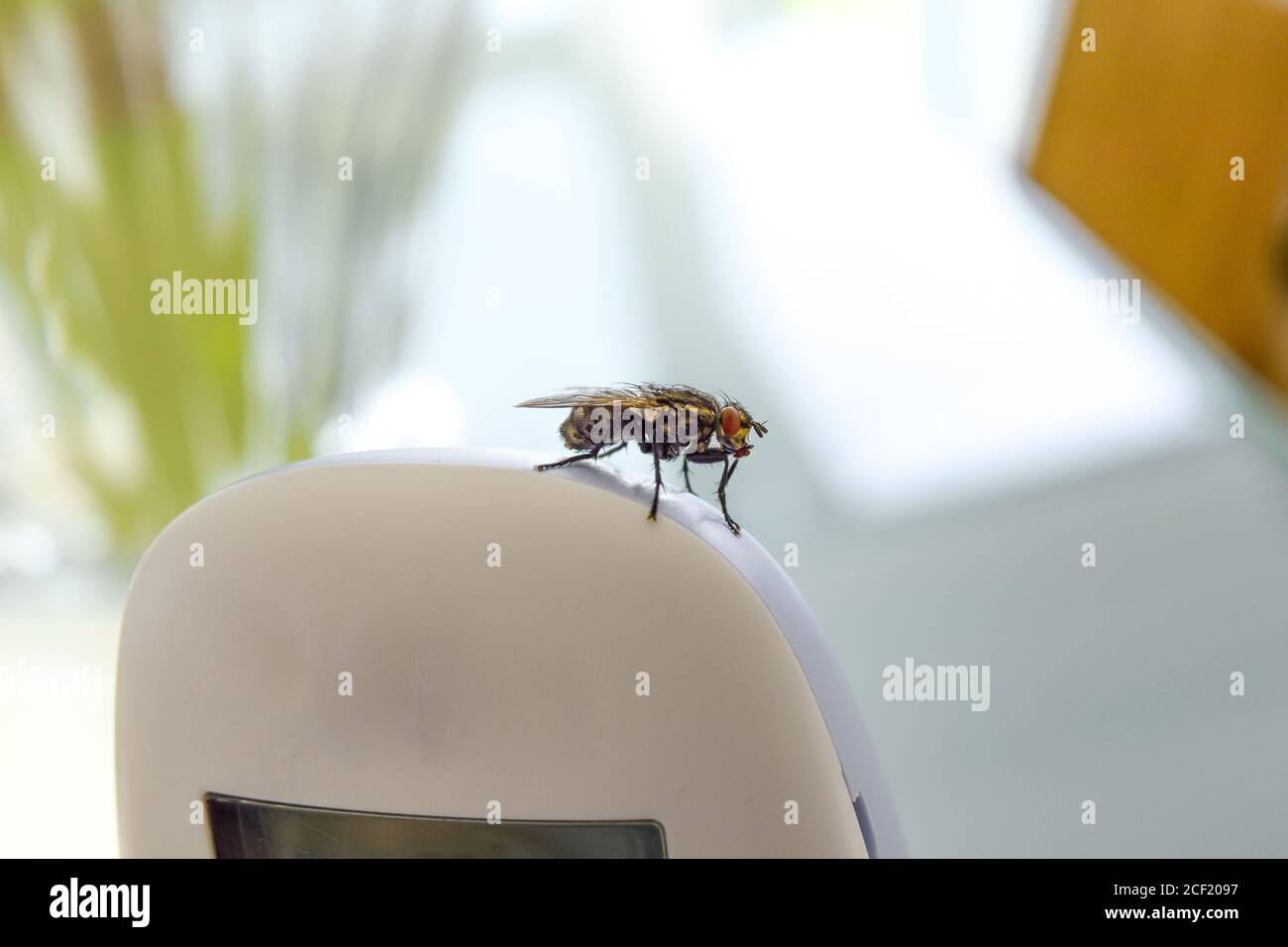 fly close-up, housefly sitting on object Stock Photo - Alamy