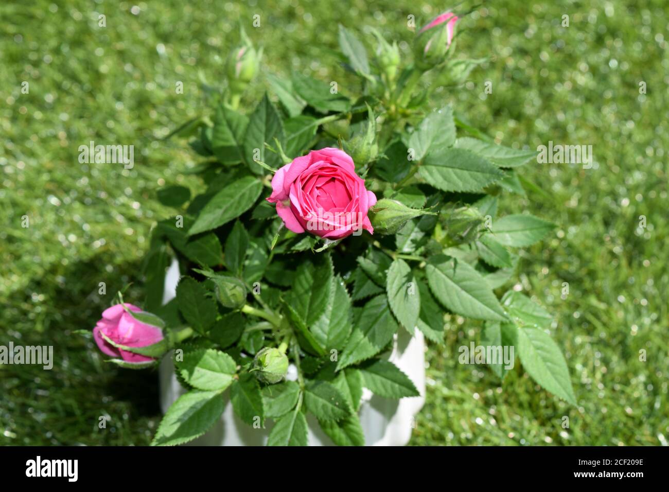 small rose bush pink in garden Stock Photo - Alamy