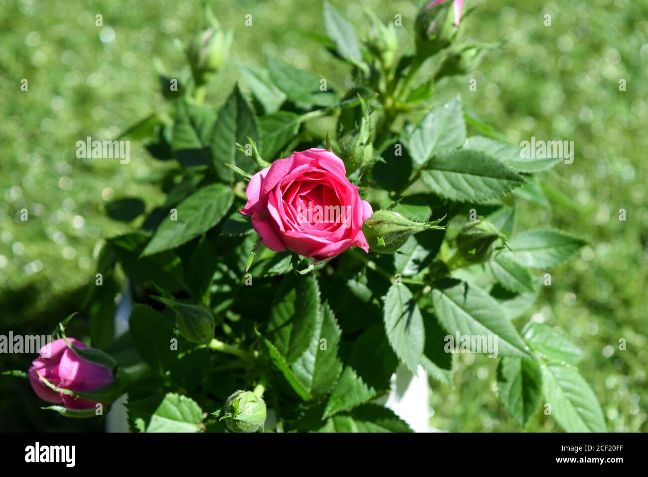 Mini rose bush in pot hi-res stock photography and images - Alamy