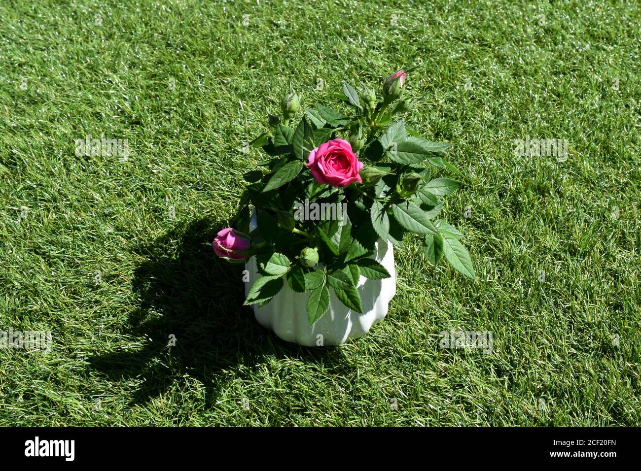 Small shrub roses hi-res stock photography and images - Alamy