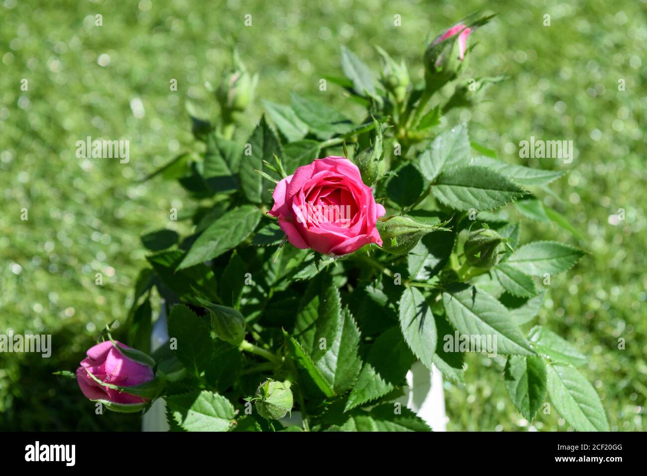 Bouquet Small Red Roses Isolated High Resolution Stock Photography and ...