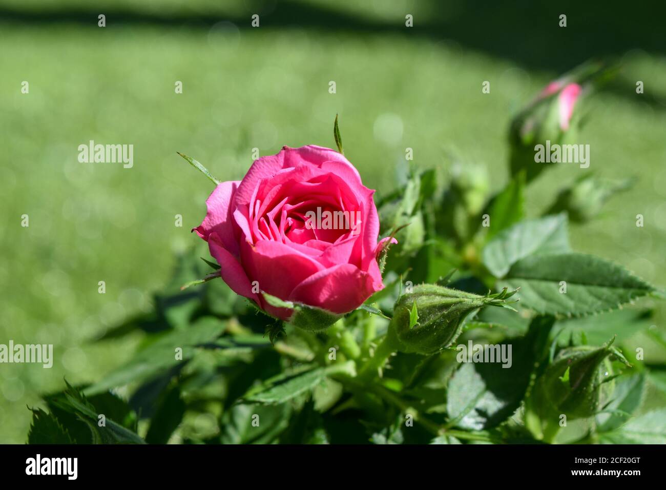 small rose bush pink in garden, rose blossom close-up Stock Photo - Alamy