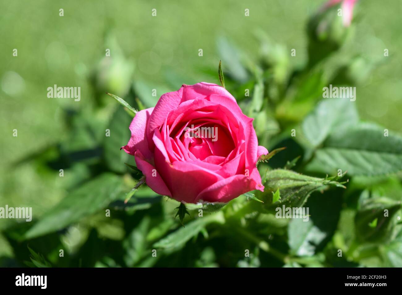 small rose bush pink in garden, rose blossom close-up Stock Photo - Alamy