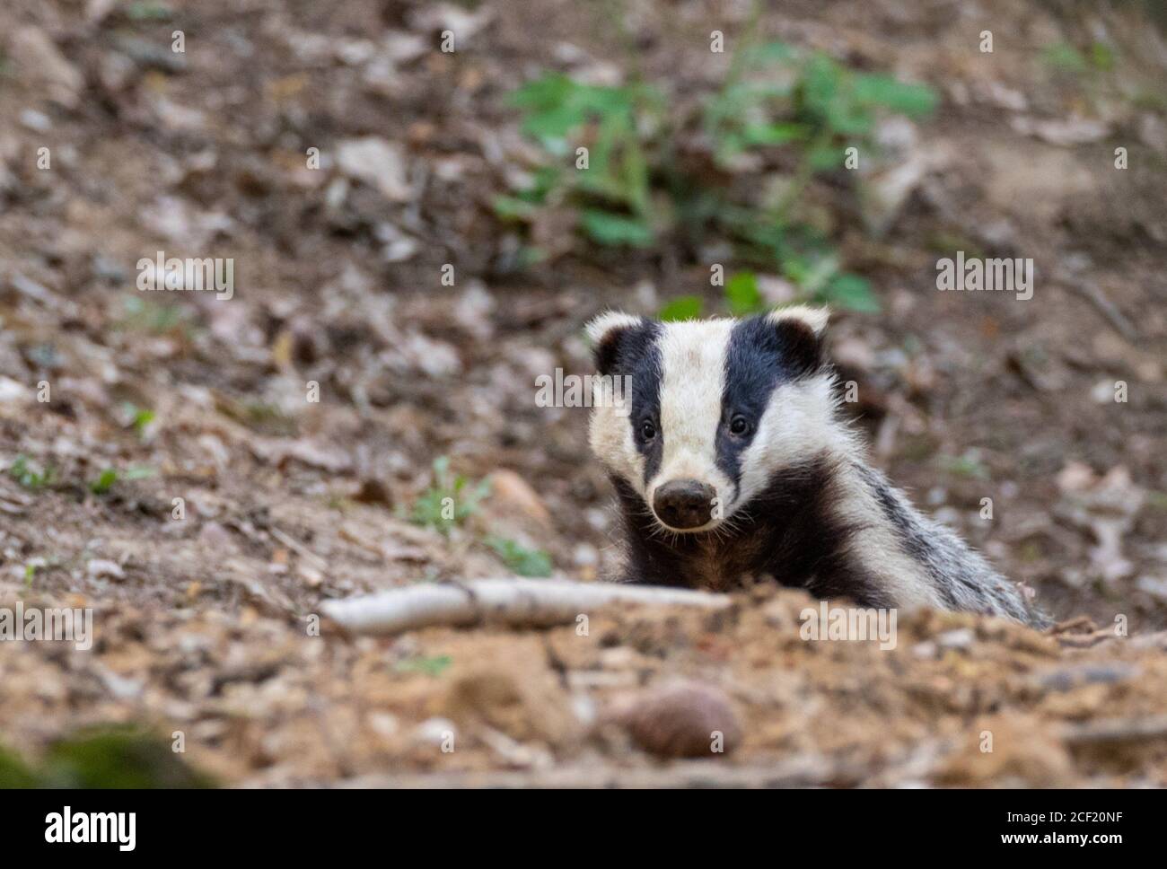 Badger Close Up High Resolution Stock Photography and Images - Alamy
