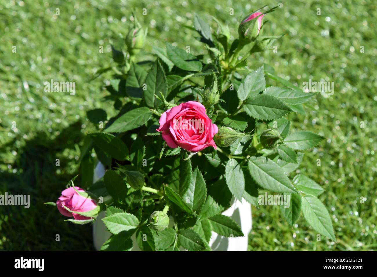 small rose bush pink in garden Stock Photo - Alamy
