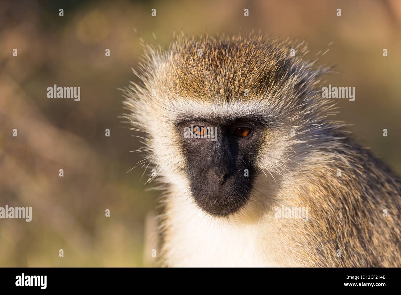 Vervet Monkey High Resolution Stock Photography and Images - Alamy