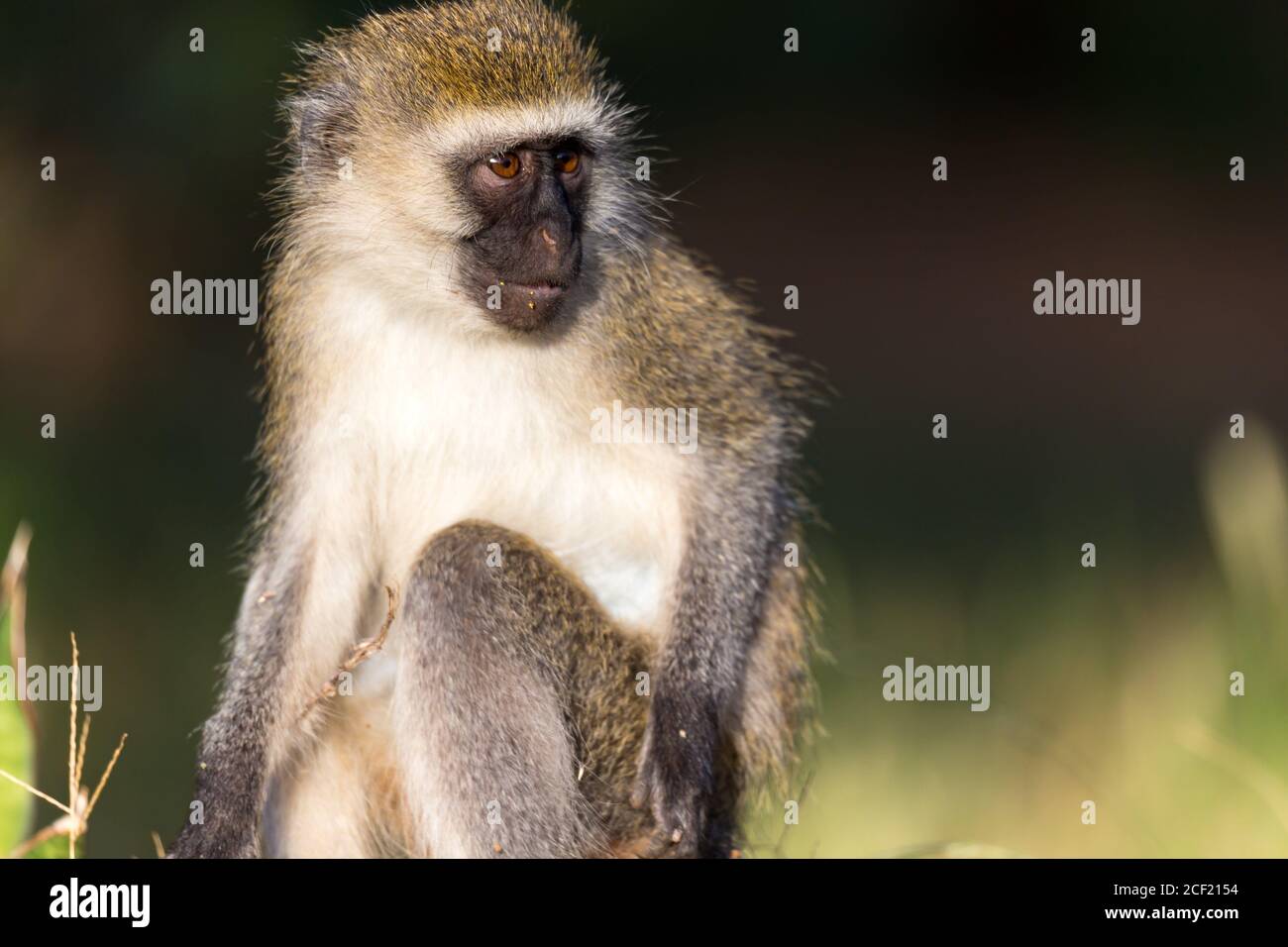 A portrait of a monkey in the savannah of Kenya Stock Photo - Alamy