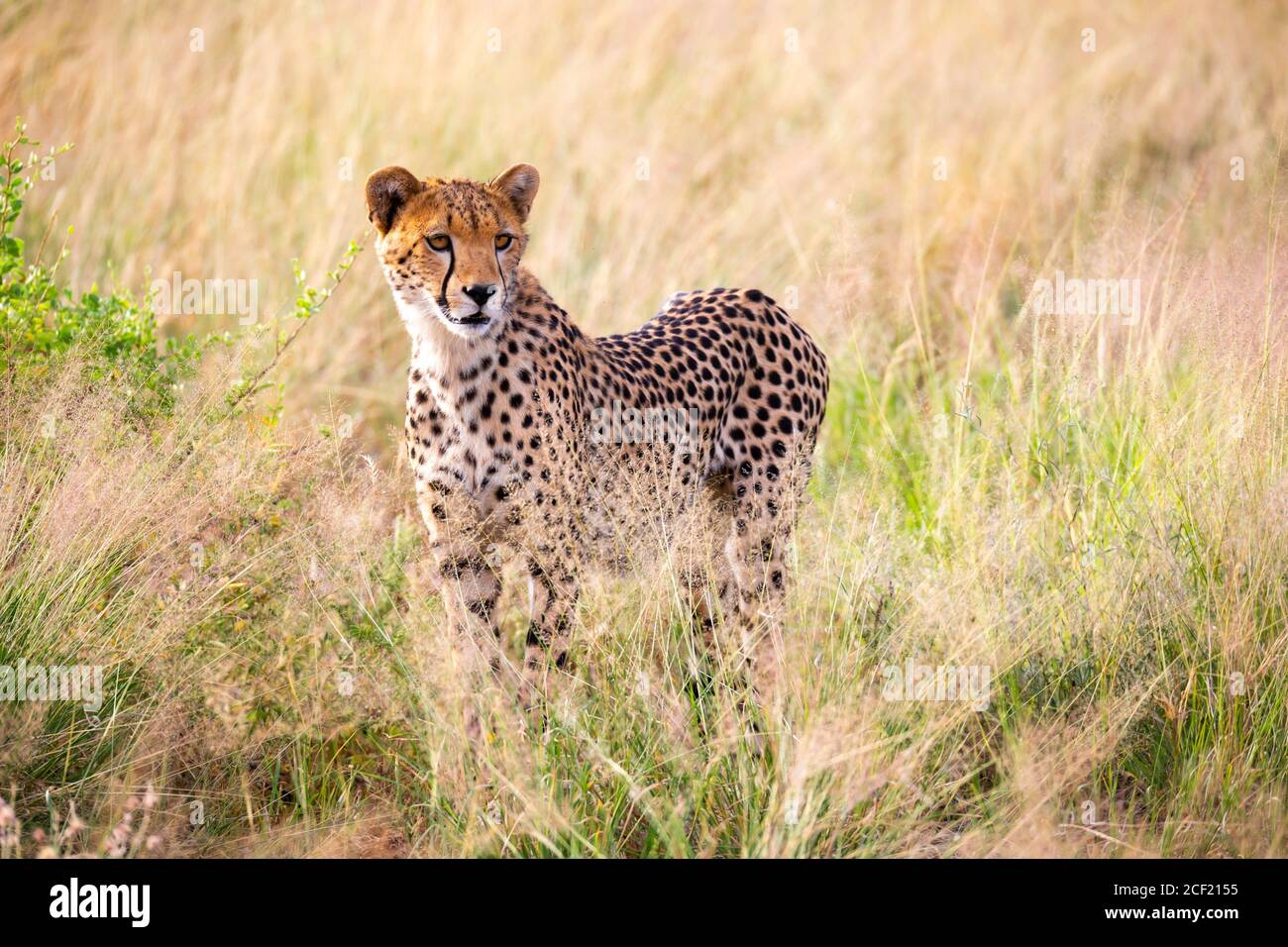 Cheetah landscape hi-res stock photography and images - Alamy