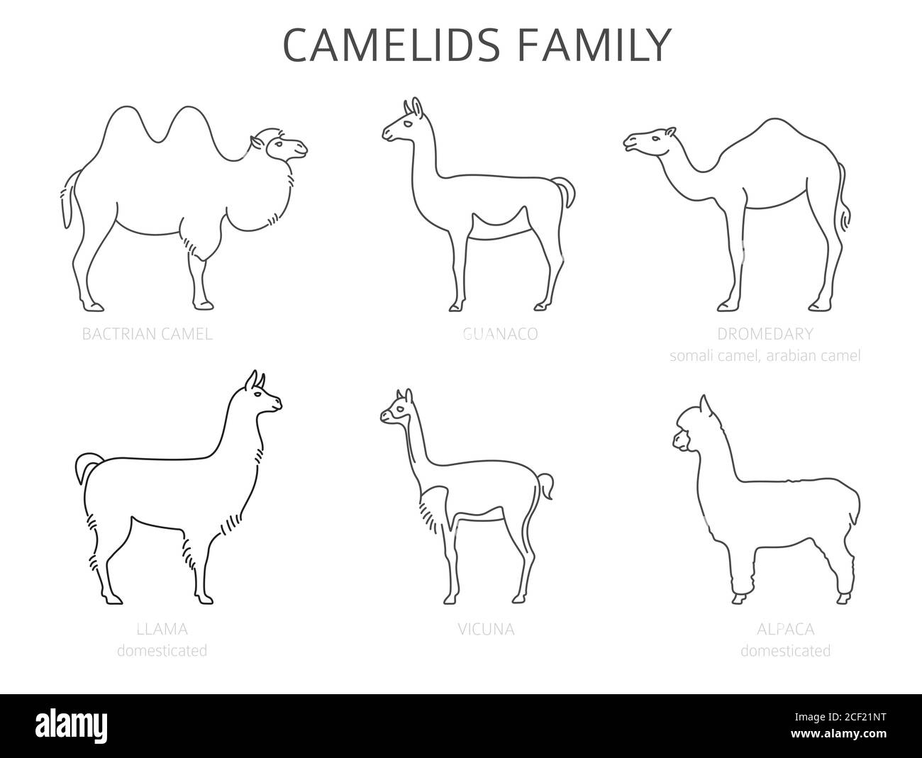 Camelids family collection. Camels and llama infographic design. Vector illustration Stock ...