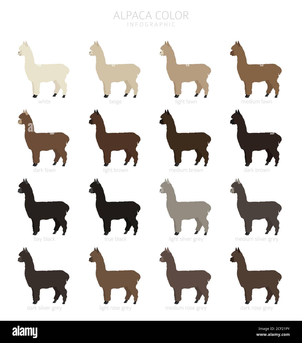Camelids family collection. Alpaca graphic design. Vector illustration ...