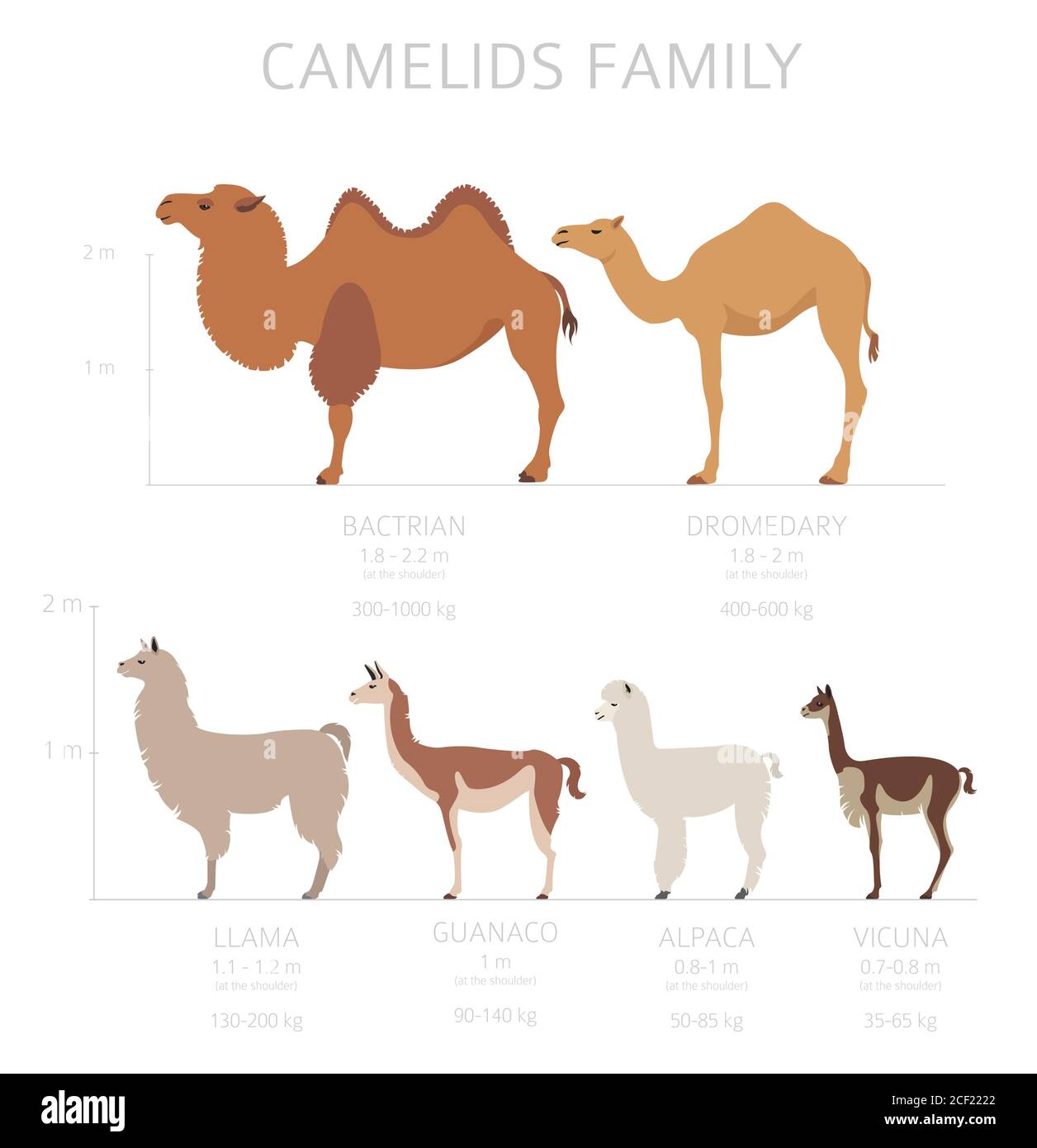 Camelids family collection. Camels and llama infographic design. Vector ...