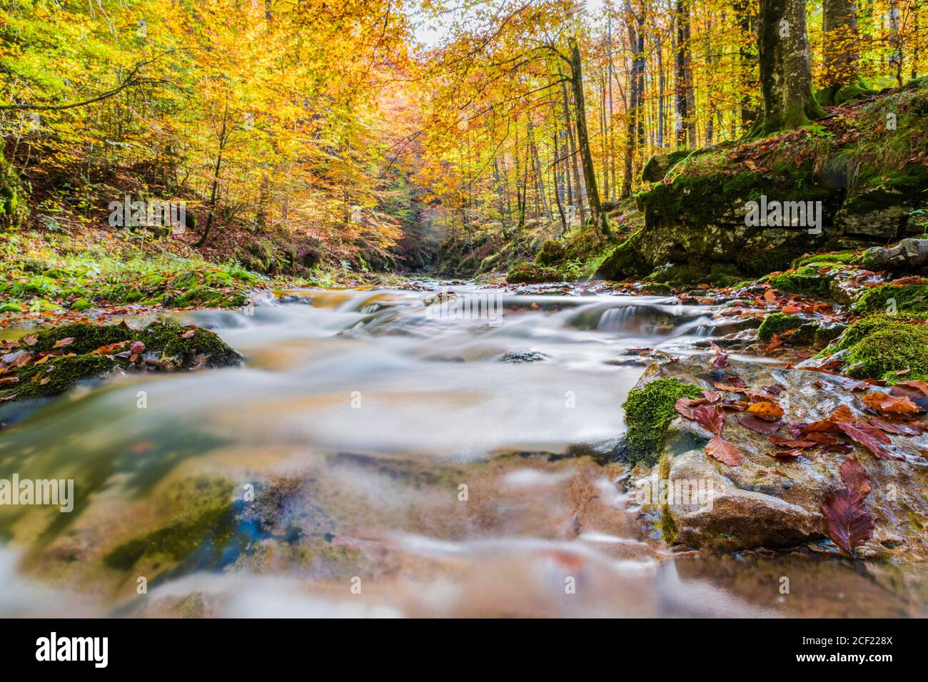Autumn. Explosion of colors on the waterfalls and streams of the Val d ...