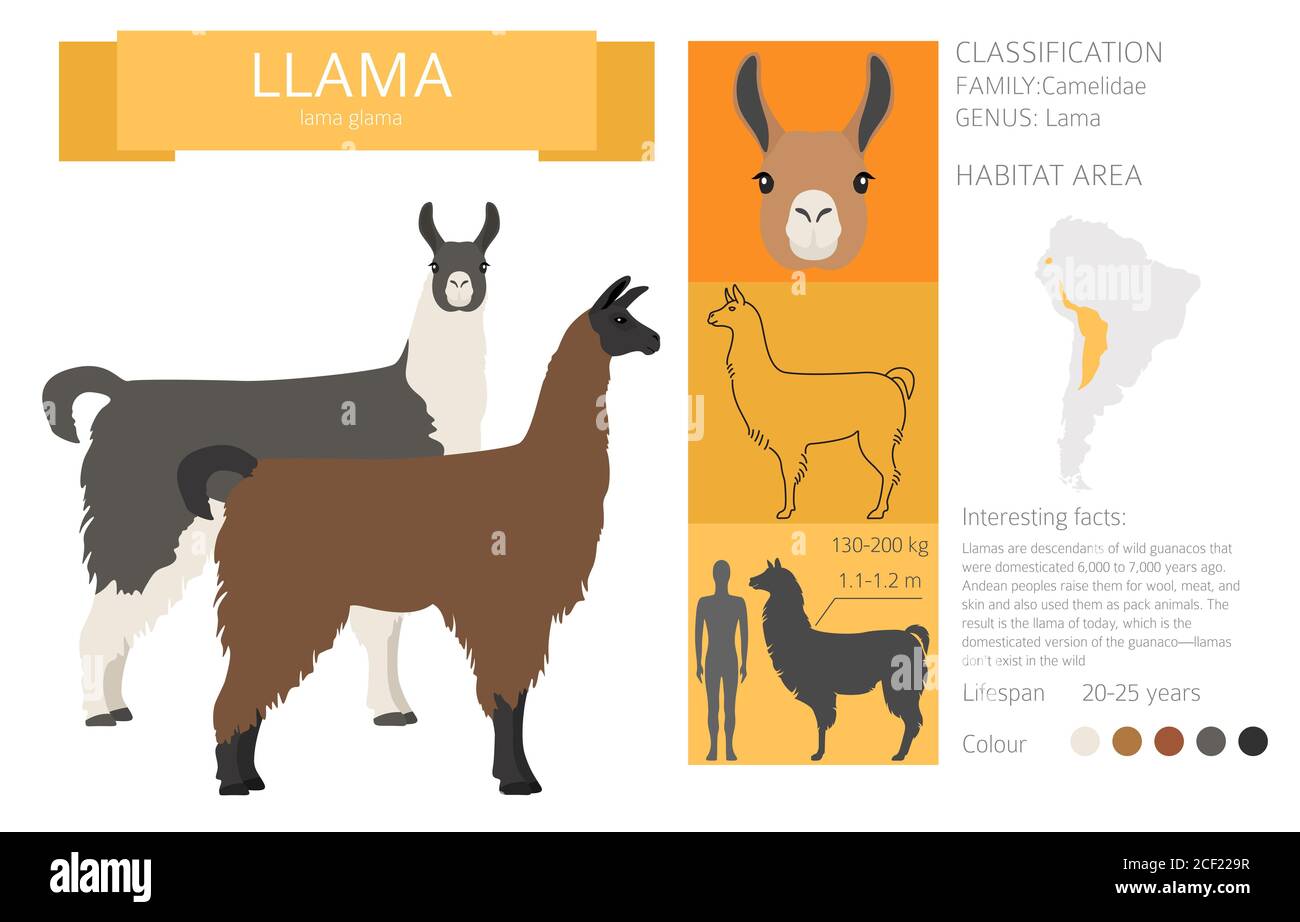 Camelids family collection. Llama graphic design. Vector illustration ...