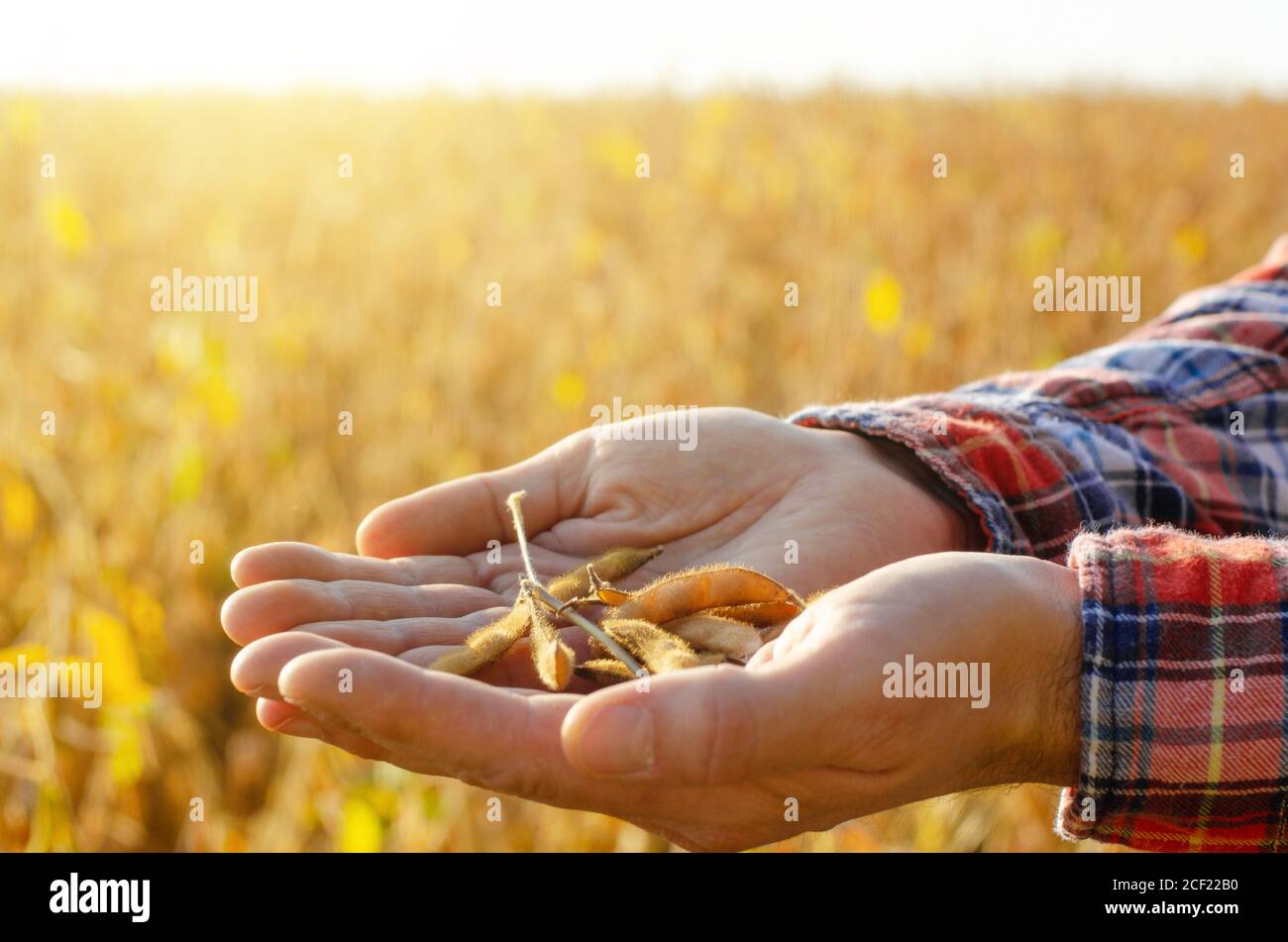 Ready To Harvest Time High Resolution Stock Photography and Images - Alamy