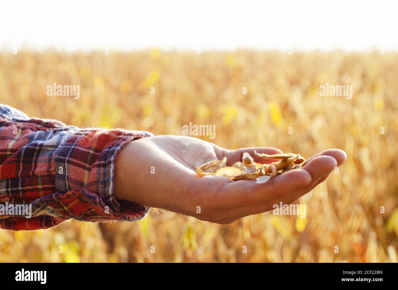 Ready To Harvest Time High Resolution Stock Photography and Images - Alamy