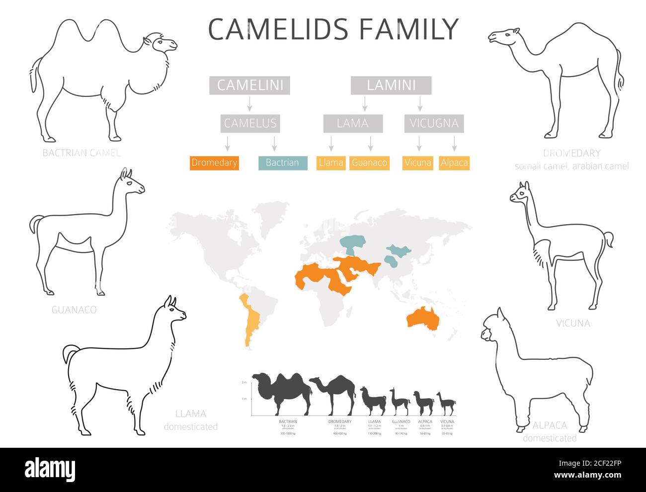 Camelids family collection. Camels and llama infographic design. Vector illustration Stock ...