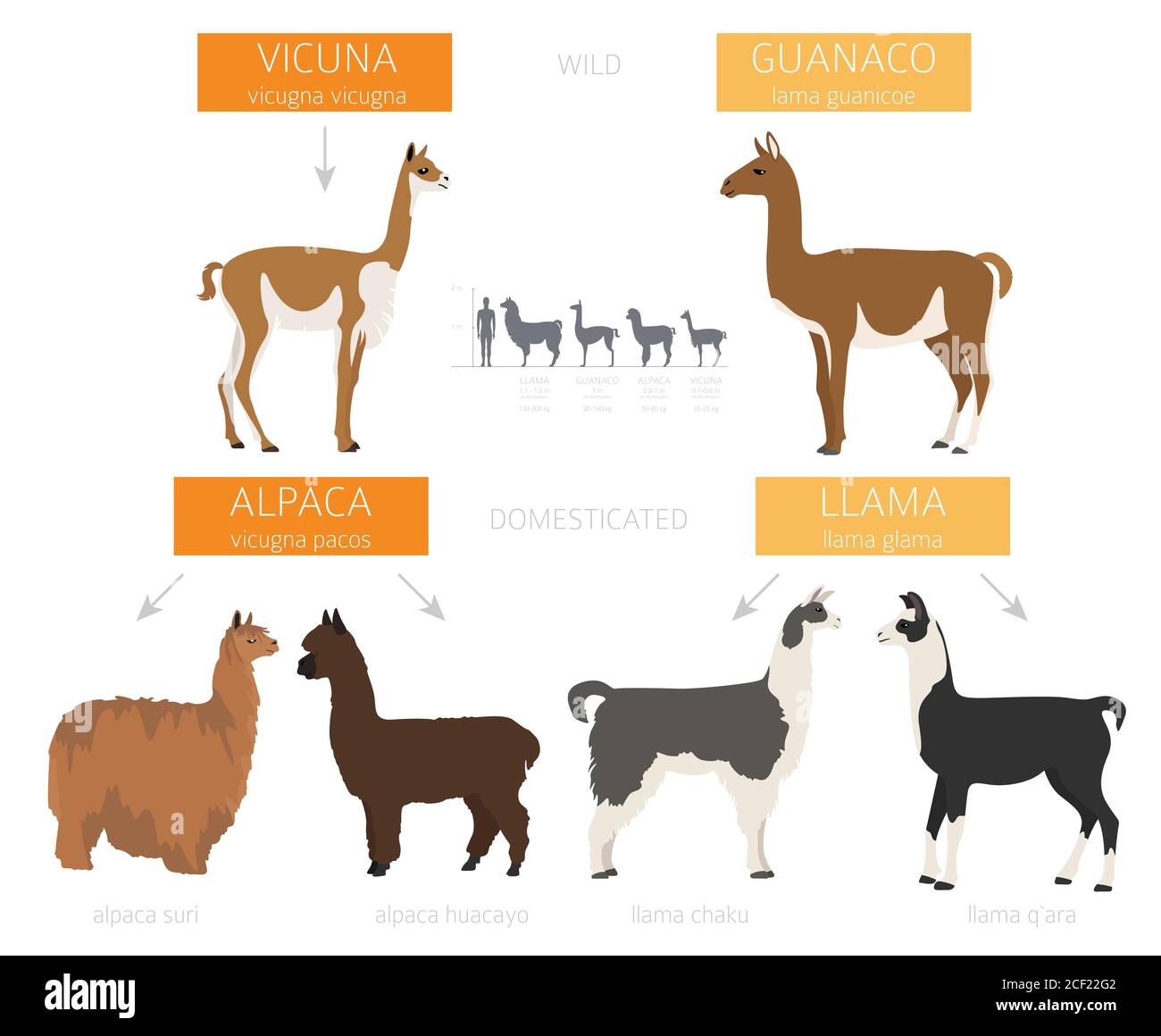 Camelids family collection. Llama infographic design. Vector ...
