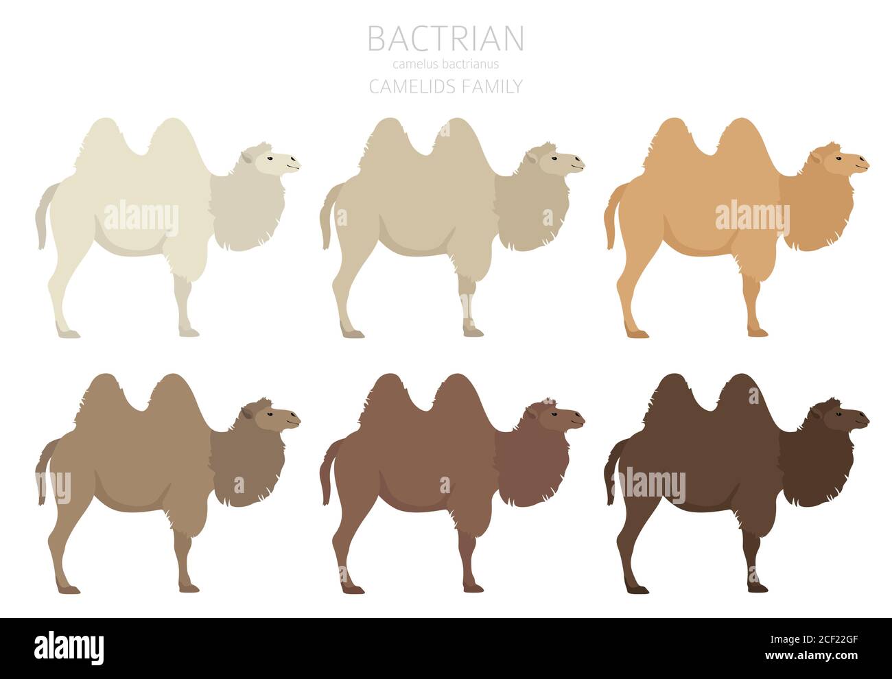 Camelids family collection. Bactrian camel infographic design. Vector ...