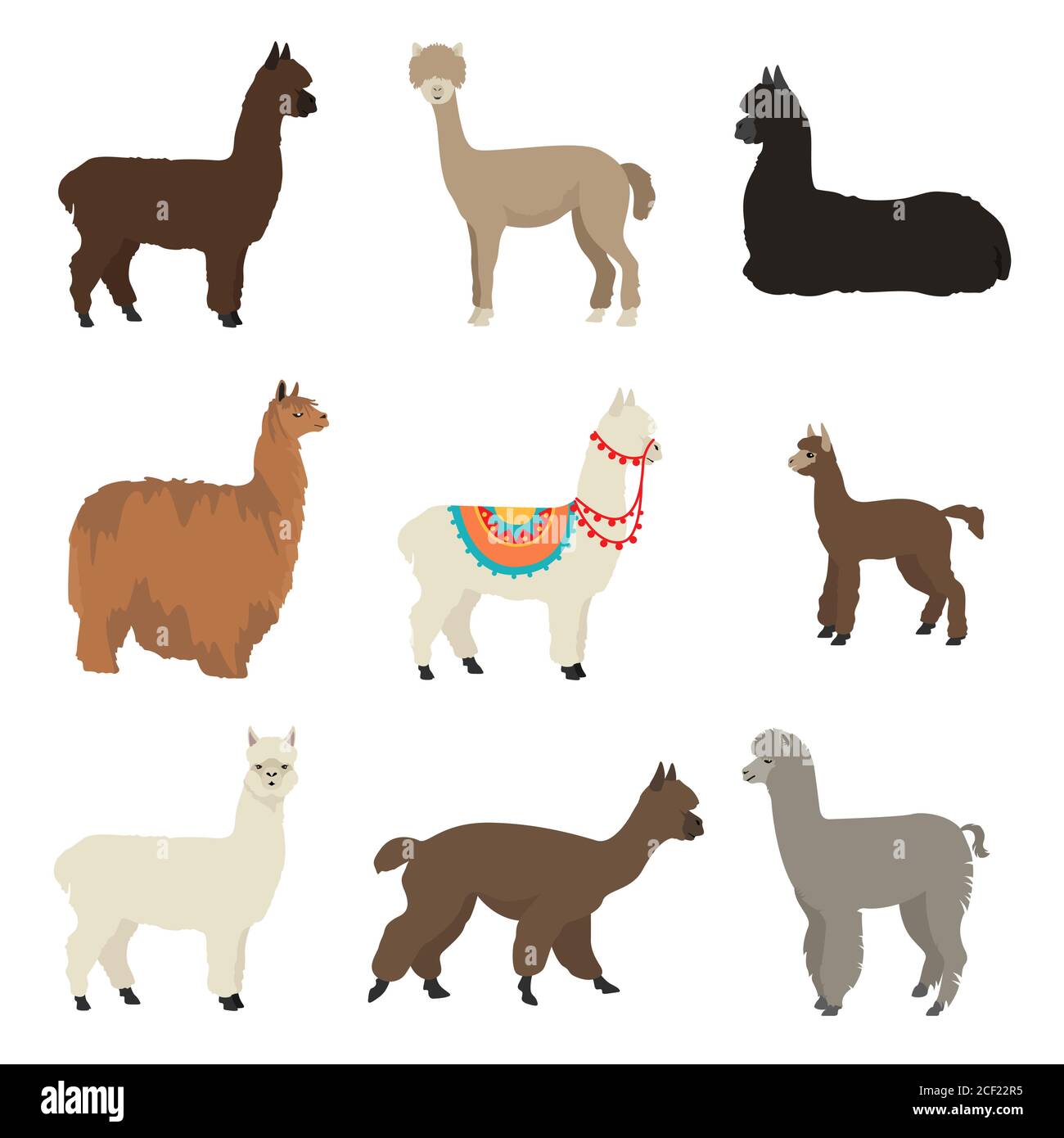 Camelids family collection. Alpaca graphic design. Vector illustration ...