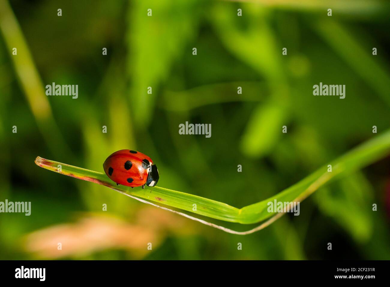 A ladybug runs along a leaf, a ladybug sits on a leaf, beautiful bokeh ...