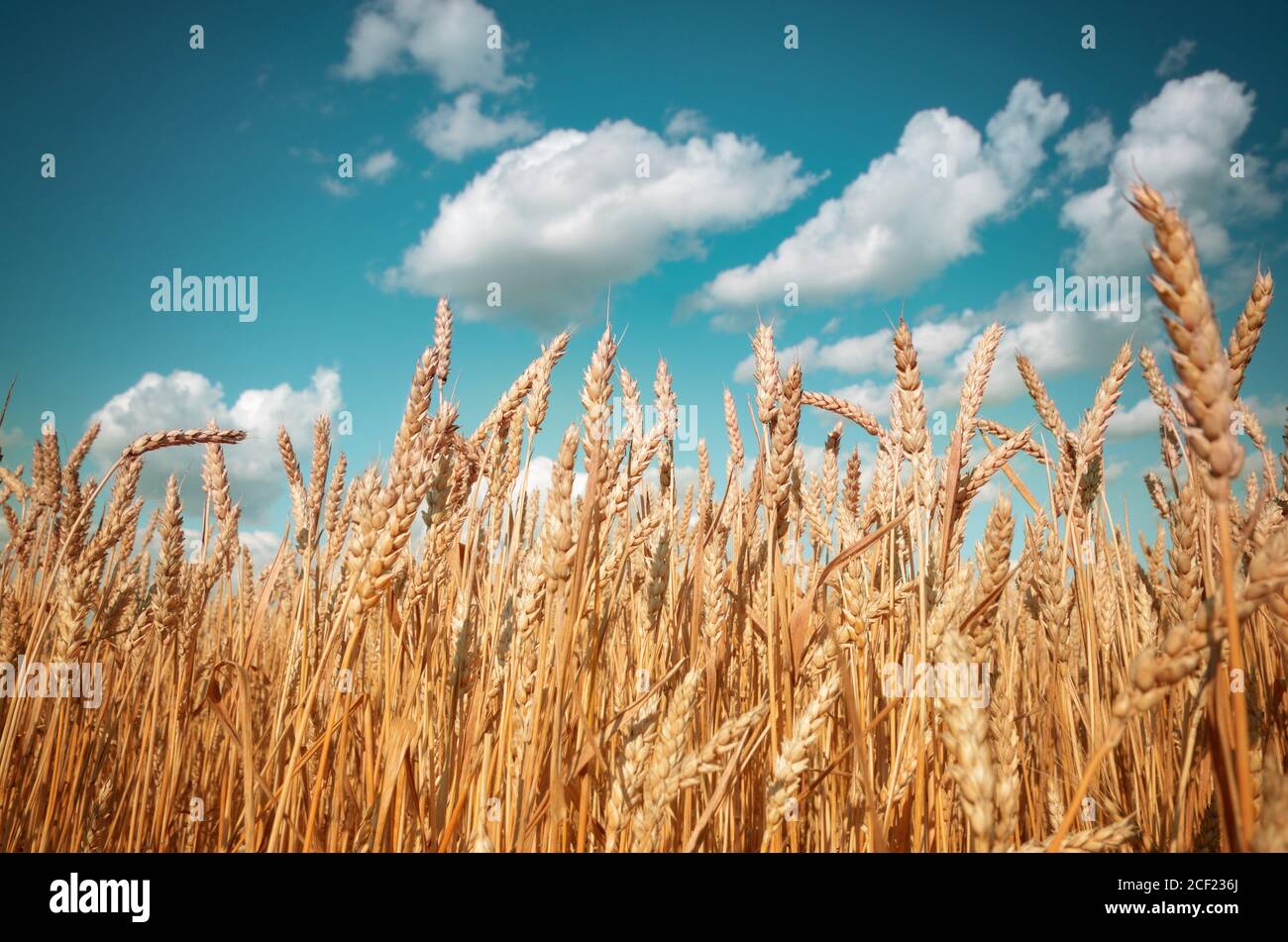 Ukraine wheat field landscape hi-res stock photography and images - Alamy
