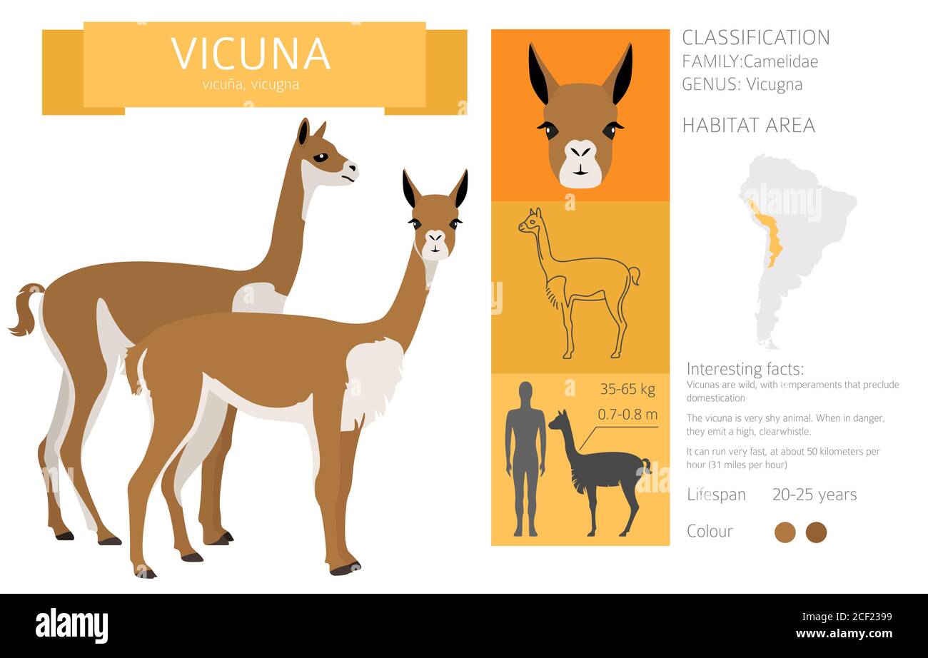 Camelids family collection. Vicuna graphic design. Vector illustration ...