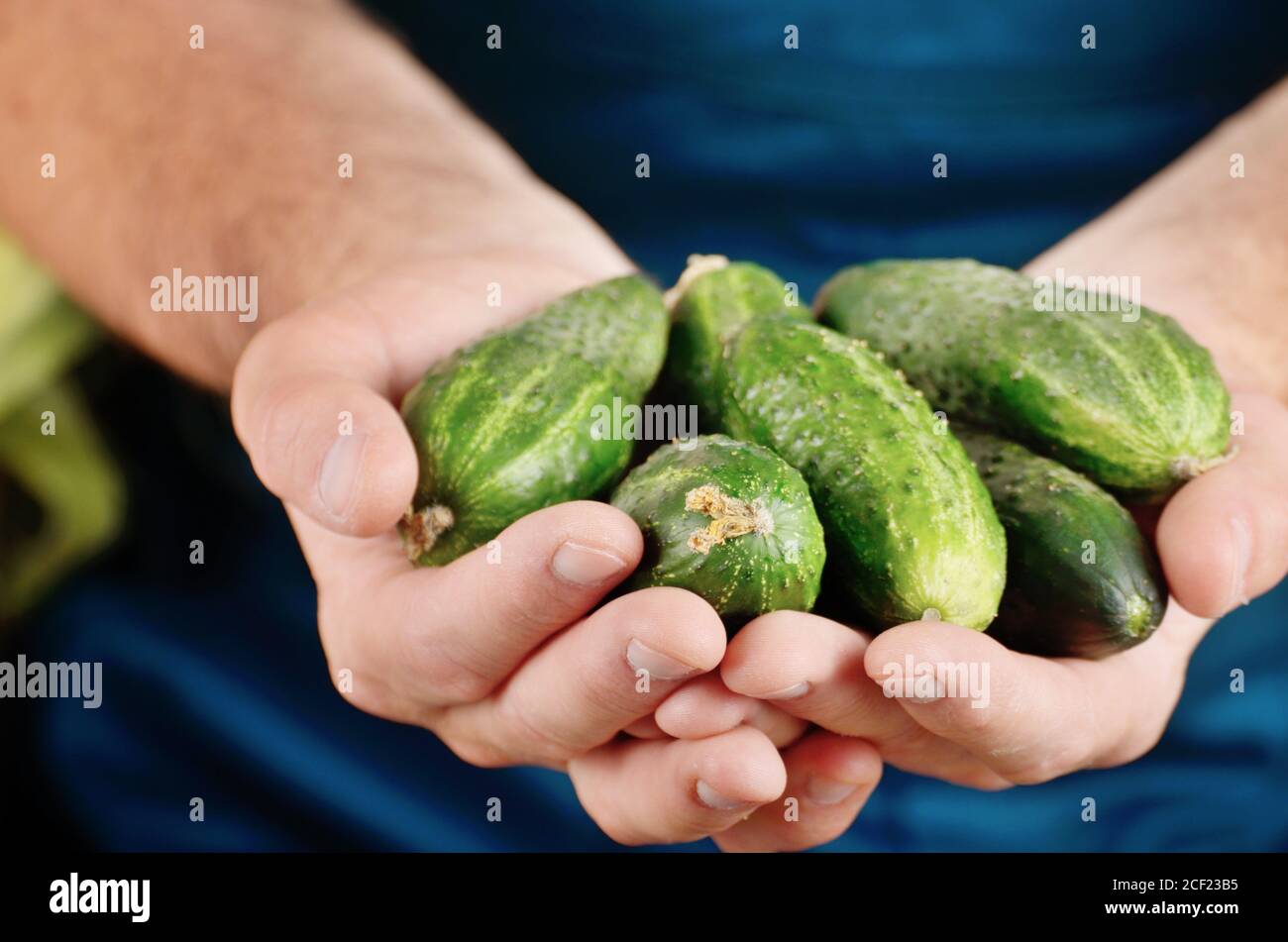 Hand holding cucumber hi-res stock photography and images - Alamy