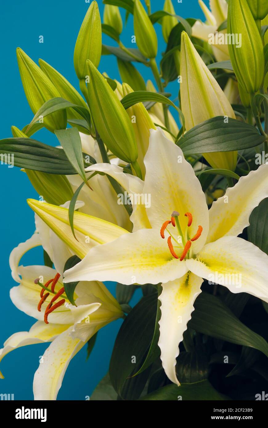 White liles hi-res stock photography and images - Alamy