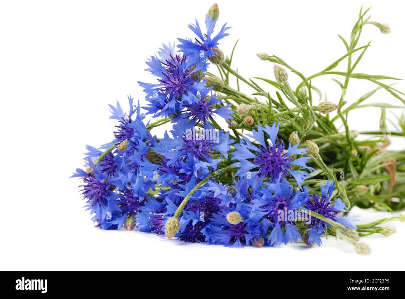 White flower cornflower hi-res stock photography and images - Alamy