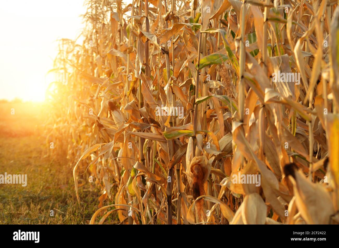 Sunset at cornfield hi-res stock photography and images - Alamy