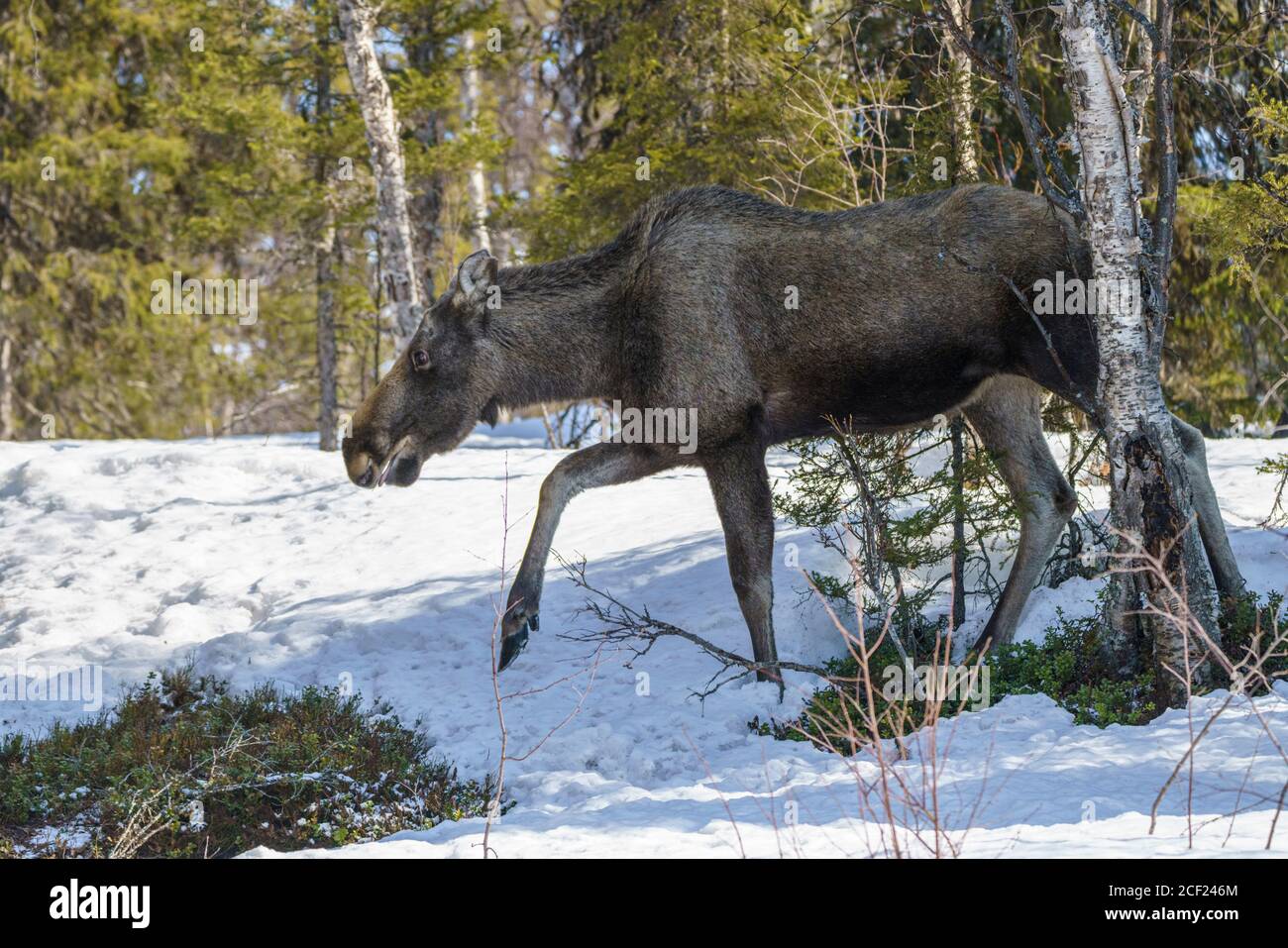 Sweden moose park hi-res stock photography and images - Alamy
