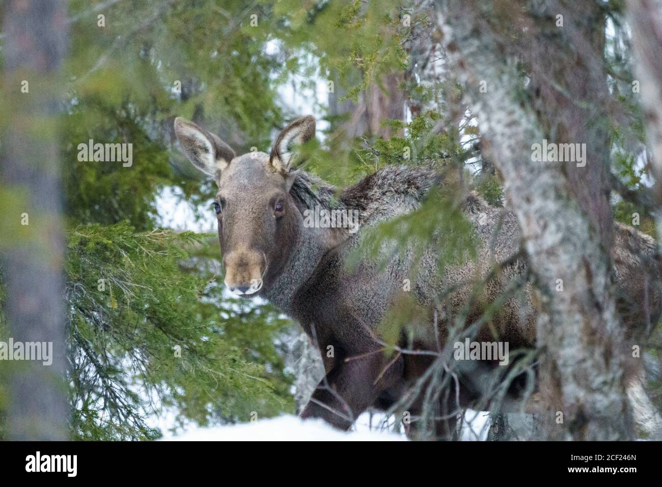 Moose, Alces alces standing in forest looking in to the camera, at ...