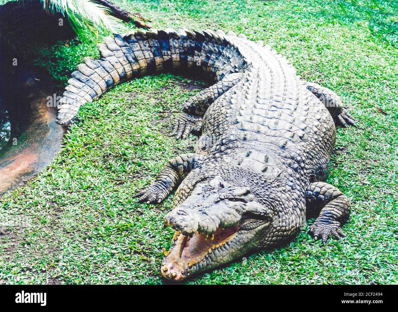 Australian Crocodile High Resolution Stock Photography and Images - Alamy