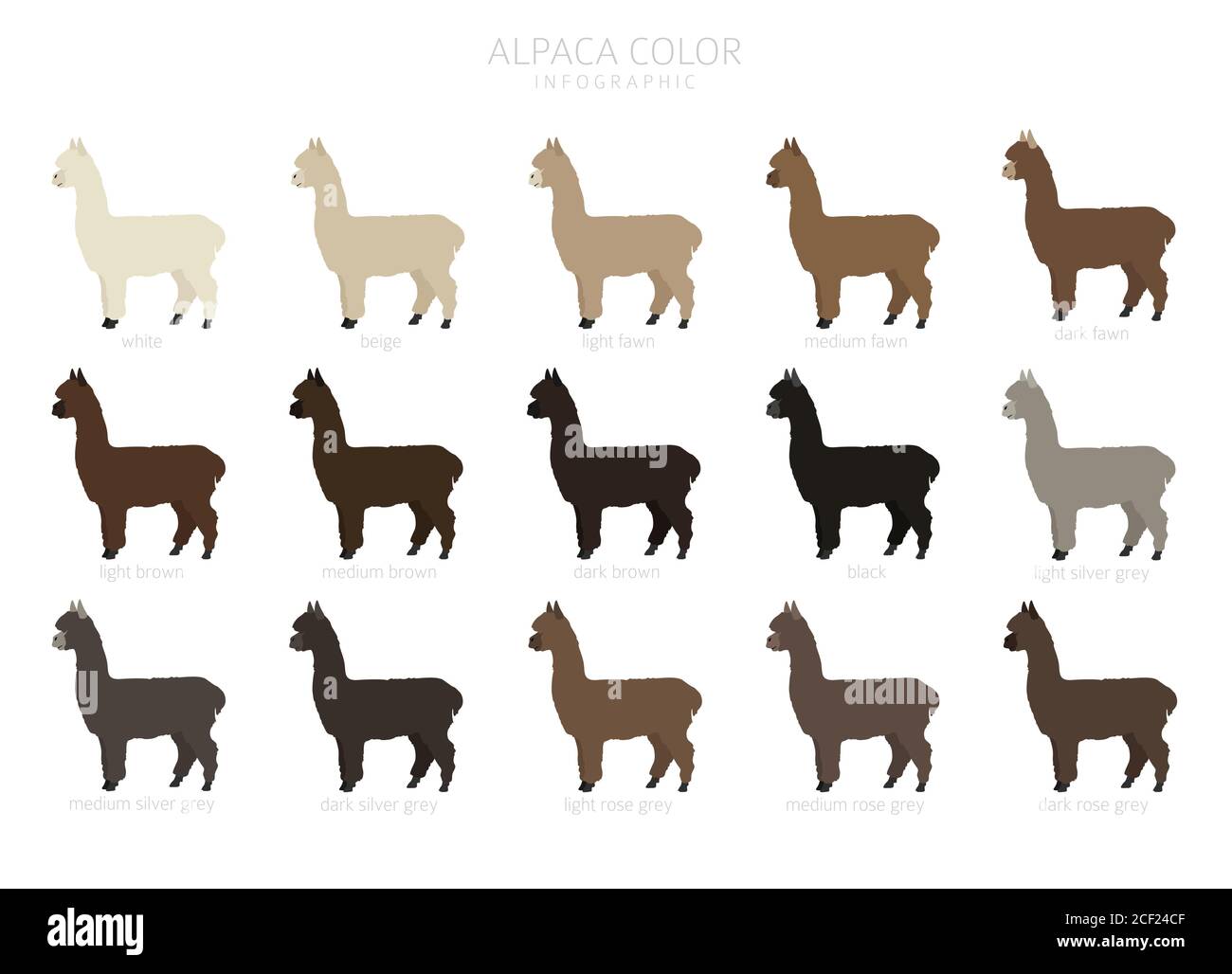 Camelids family collection. Alpaca graphic design. Vector illustration ...