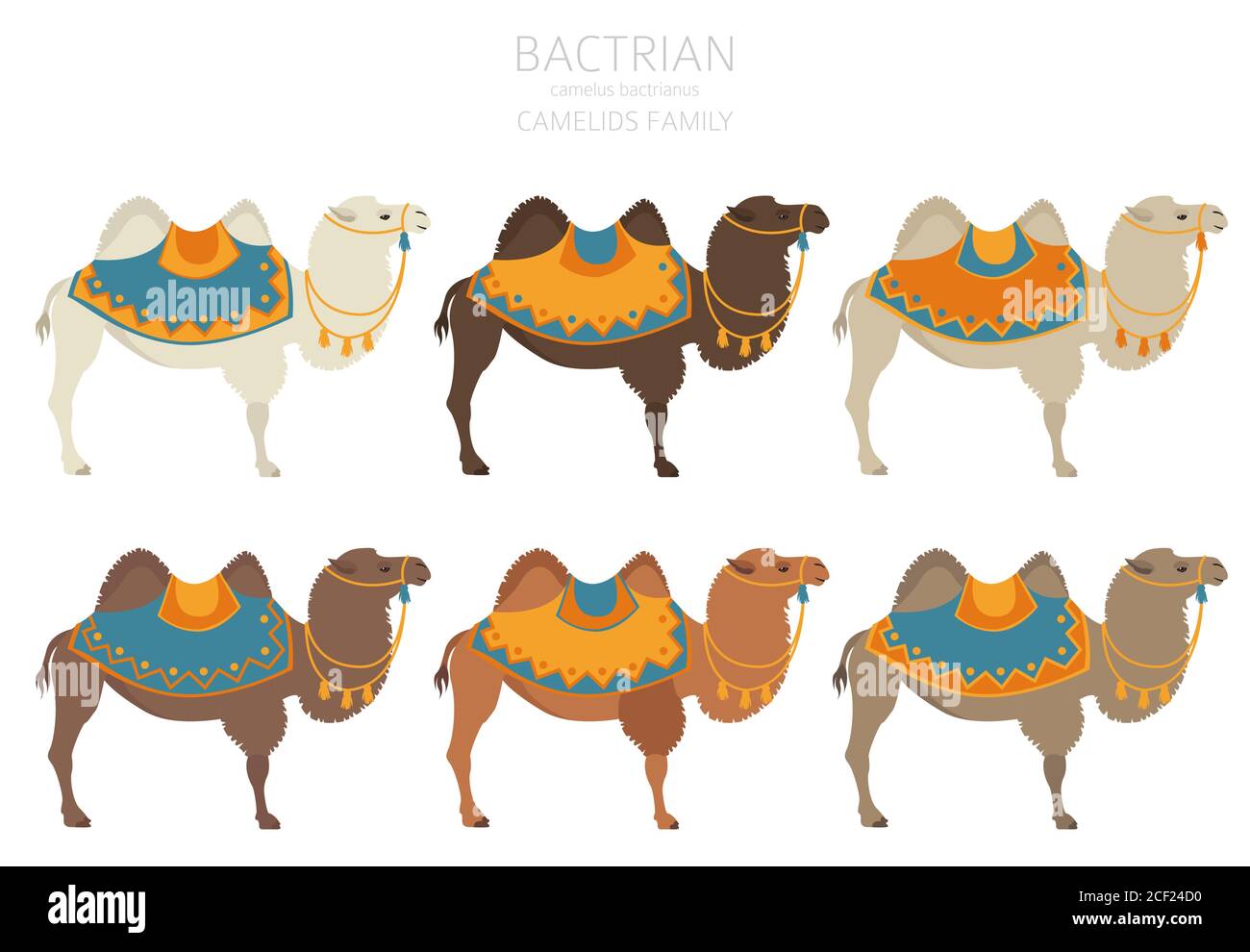 Camelids family collection. Bactrian camel infographic design. Vector ...