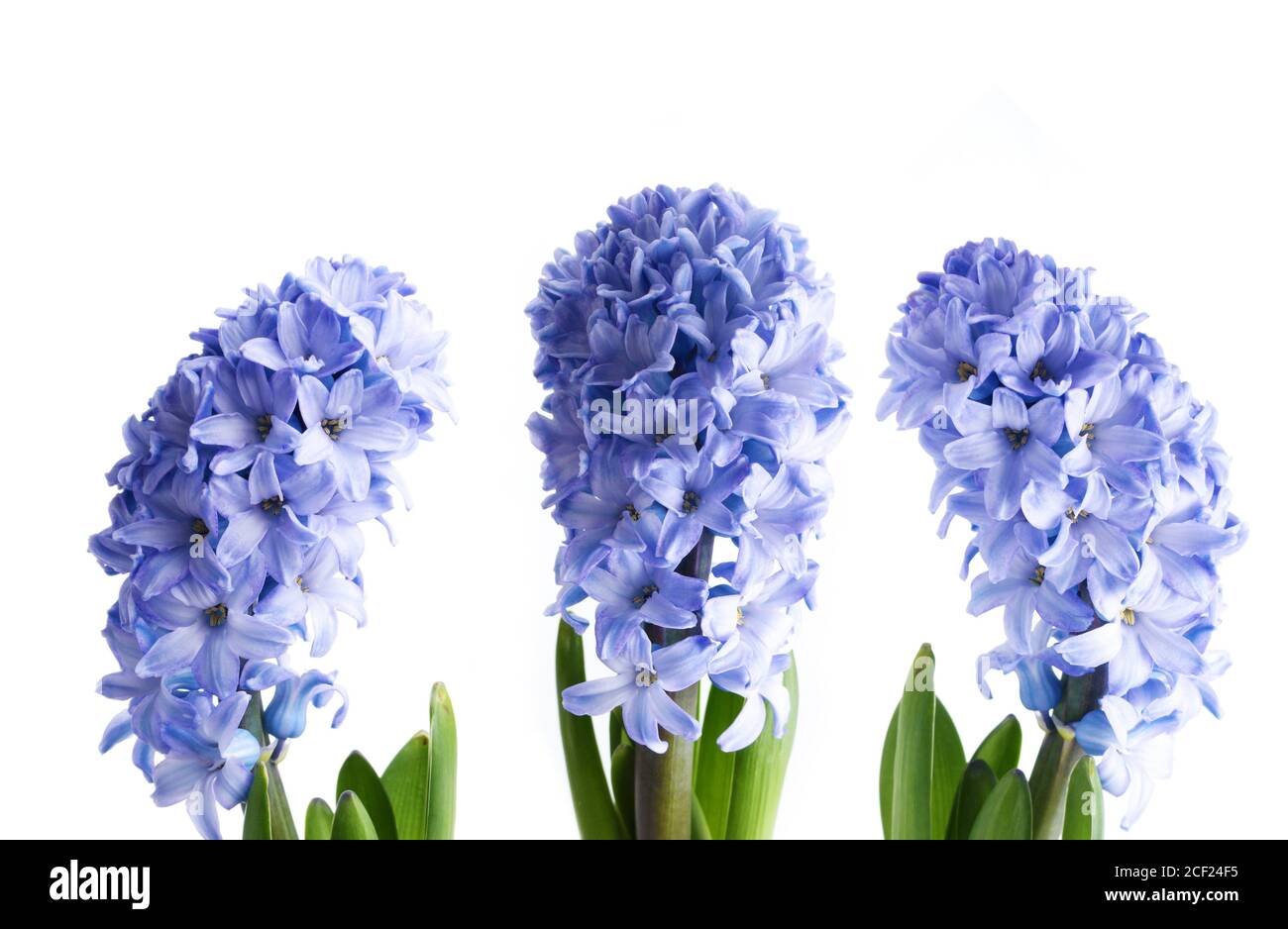 Blue hyacinth over white background Stock Photo - Alamy