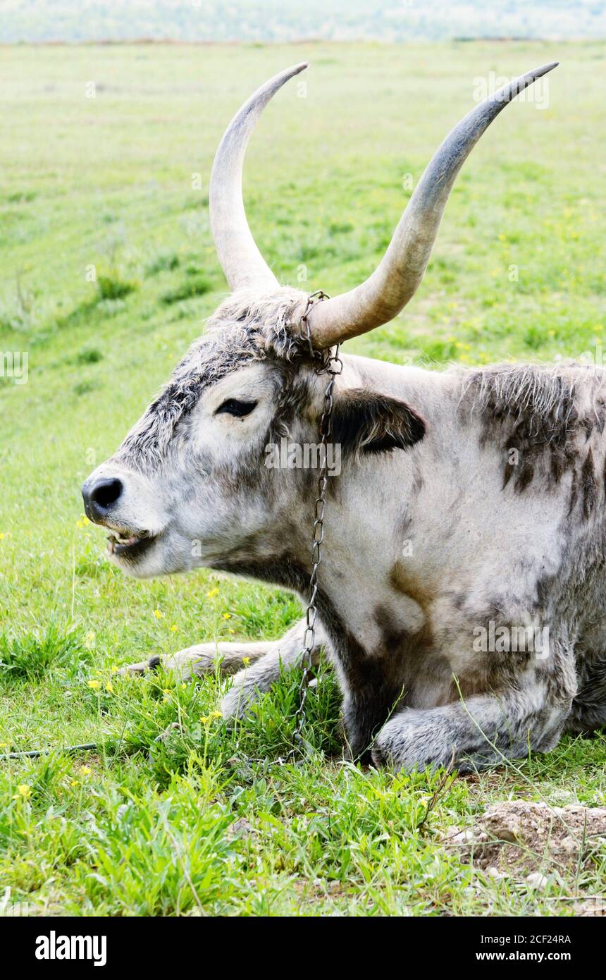 Long living cattle hi-res stock photography and images - Alamy
