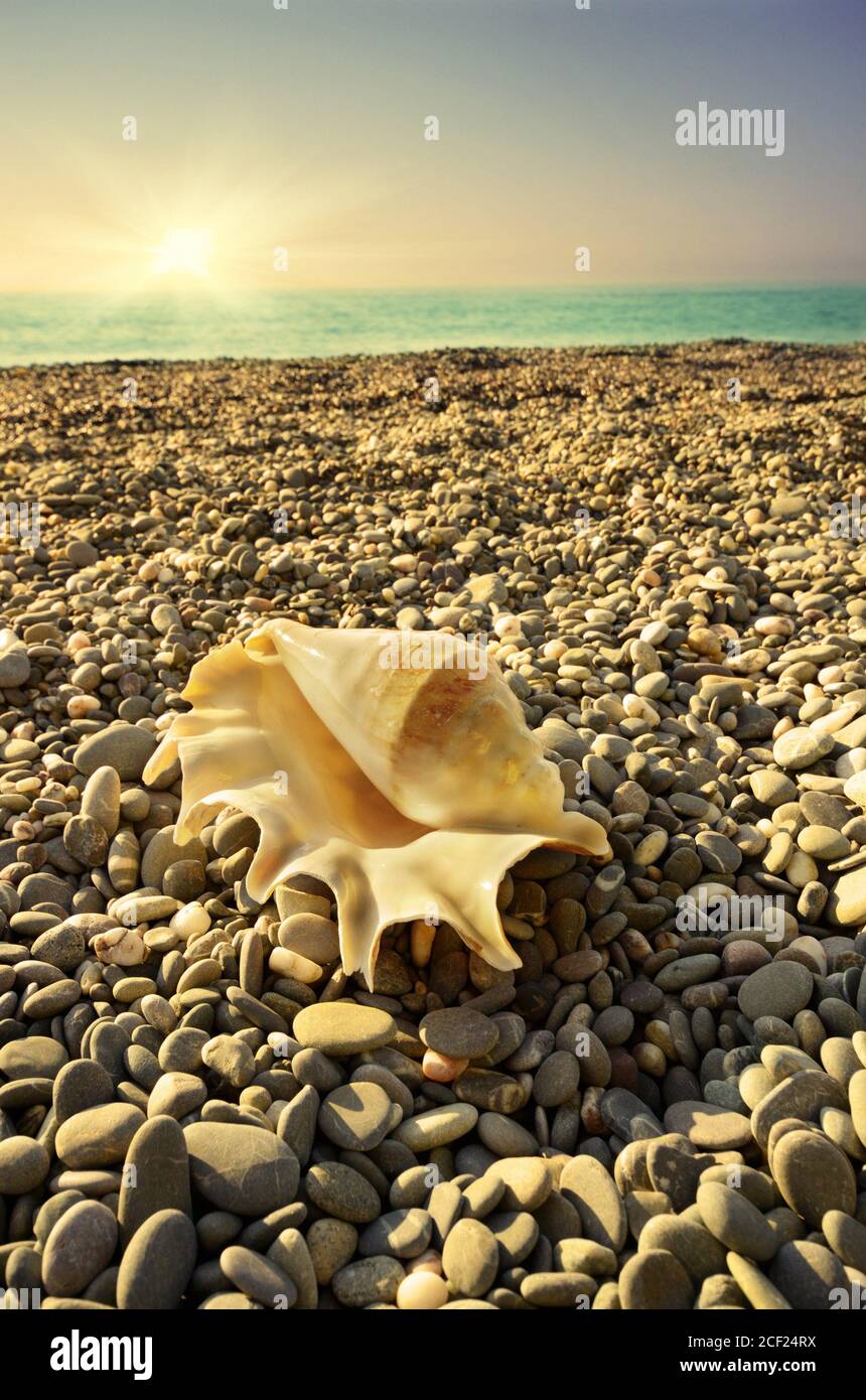 Shell on sea beach with tide at background Stock Photo - Alamy
