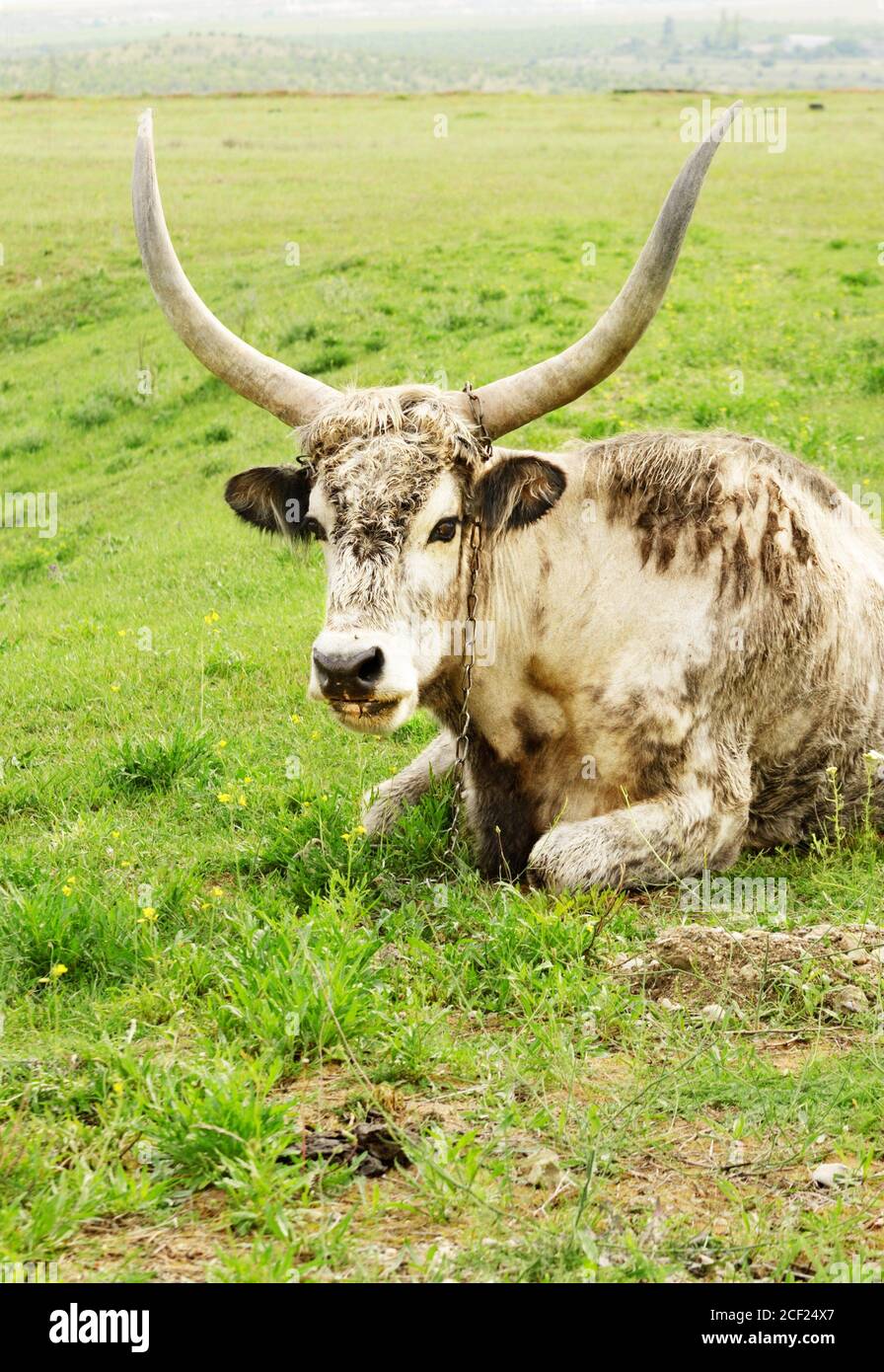 Long living cattle hi-res stock photography and images - Alamy