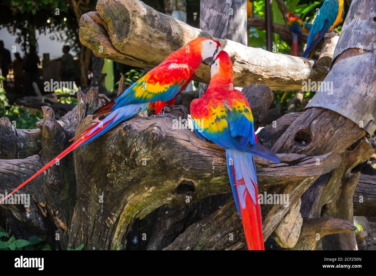 two colorful parrots facing each other Stock Photo - Alamy